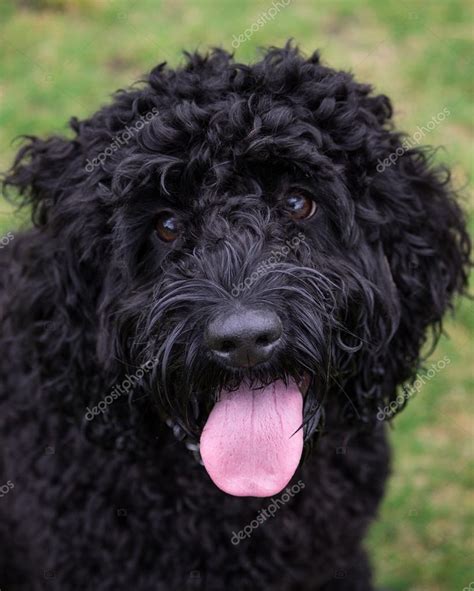 What Is A Cocker Spaniel Cross Poodle