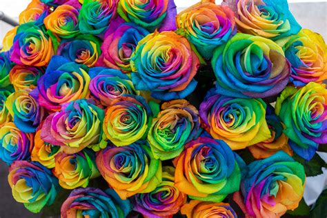 Rainbow Roses Real
