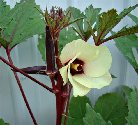 Rurification Robin Edmundson Red Okra