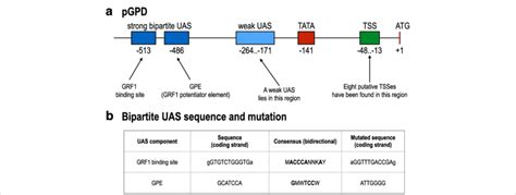 Gpd Promoter A Schematic Of Pgpd Structure B Wild Type Consensus