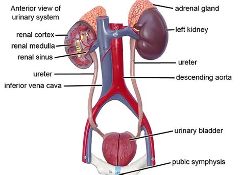 Human Anatomy Brain Model Worksheets Library