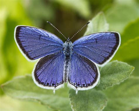 Голубая артынская бабочка 62 фото красивые фото и картинки Pofotoclub