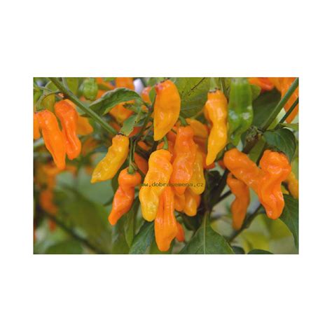 Paprika Chilli Maraba Orange 15 Ks Dobrasemenacz