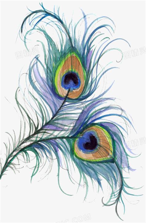 孔雀羽毛图片素描 孔雀素描图片大全大图 伤感说说吧