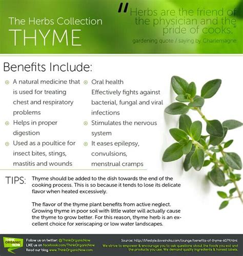Benefits Of Thyme Health Benefits Of Thyme Thyme Benefits Herbs For