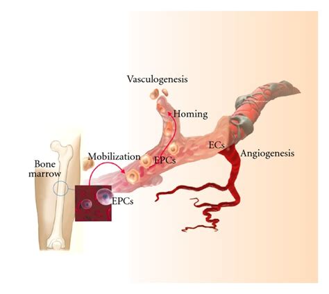 Schematic Representation Of Postnatal Neovascularization Angiogenesis Download Scientific