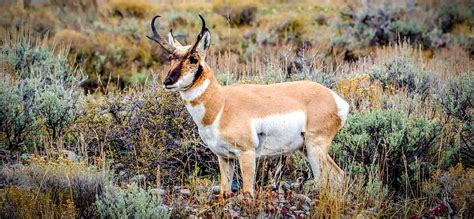 Pronghorn Antelope