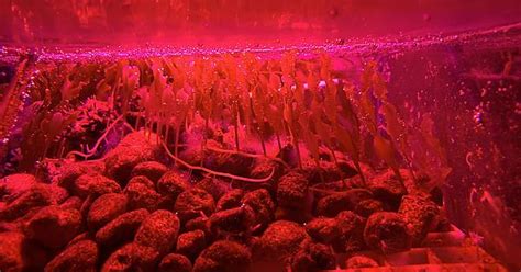 Macro Algae Growth Rate With Grow Light Album On Imgur