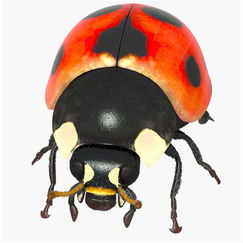 Ladybug Free 3d Model 3ds Obj Max Lwo Mtl Sldprt Free3d