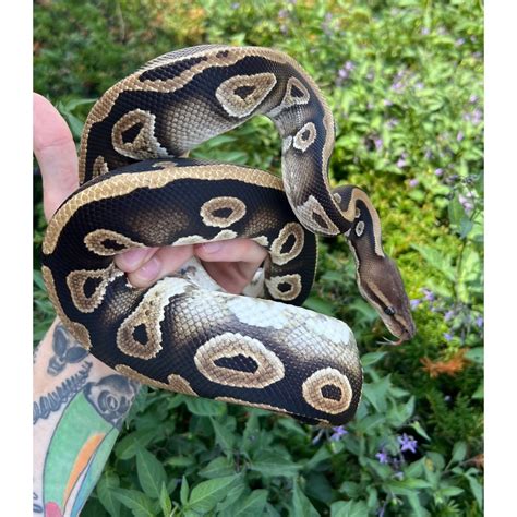 Adult Mojave Ball Python Male Reptile Bp