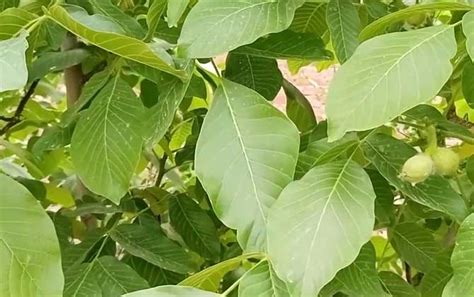 核桃树几年才能开花结果 蜜源植物 酷蜜蜂