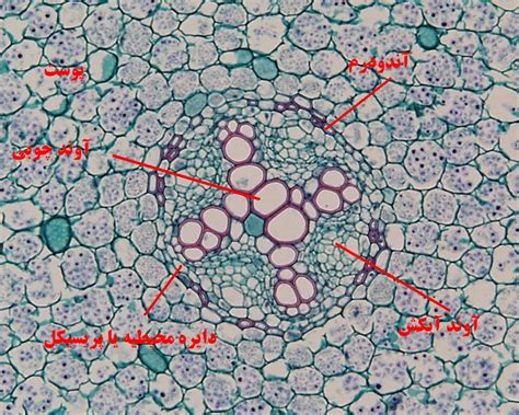 برش عرضی ریشه و ساقه گیاهان دو لپه