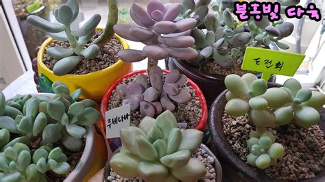 🍀다육이 여름에 물주는법 Youtube