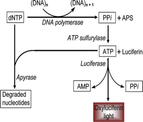 System Of Enzyme Cascade In Pyrosequencing The Sequencing Primer Is