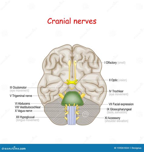 Craniale Zenuwen Menselijk Brein En Hersenstam Uit Het Onderstaande