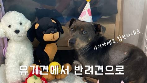 바질이에게 가족이 생겼어요 바질이에서 밤이로 유기견 임보일기 Youtube