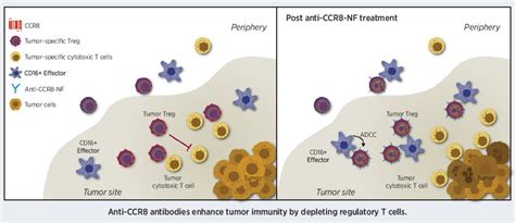 Fc Optimized Anti Ccr8 Antibody Depletes Regulatory T Cells In Human