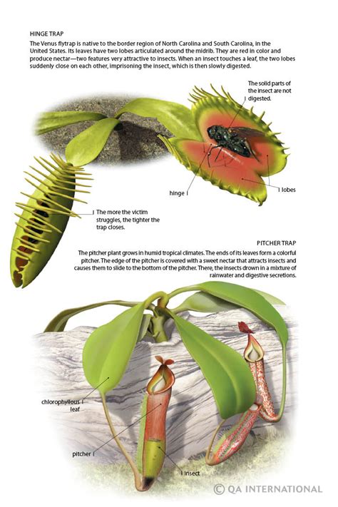 Heterotrophic Examples