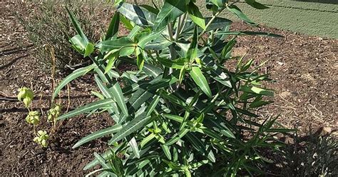 What Plantweed Is This Imgur