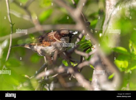 Juvenile Tree Sparrow High Resolution Stock Photography And Images Alamy