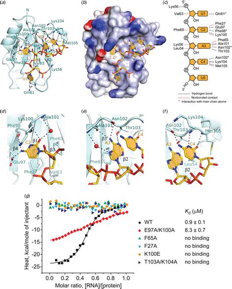 Protein Rna Intermolecular Contacts In The Rbpms Rrm Rna Complex A Download Scientific