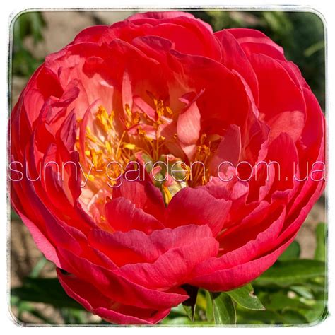 Сорт Coral Sunset фото описание сорта купить в Украине Sunny Garden