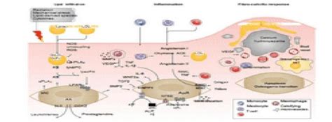 Pathogenesis Of As Calcification Source Lindman Br Clavel Ma Mathieu Download Scientific
