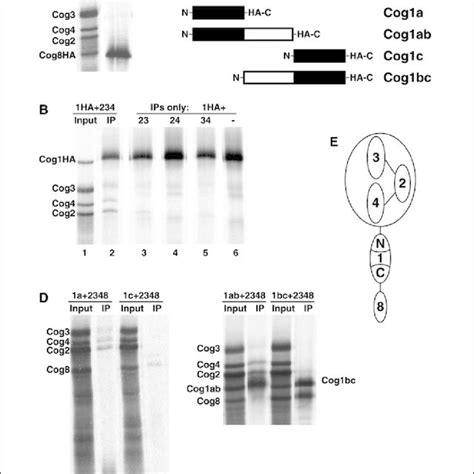 Binary And Ternary Interactions Among Cog Complex Subunits A