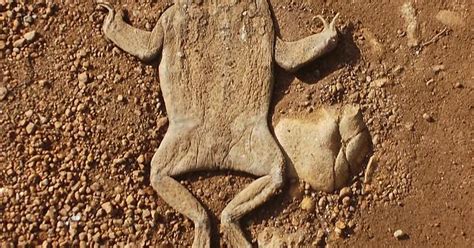 Photo Proof Of Life On Mars Imgur