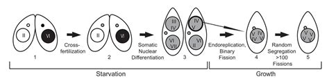 Curiosidades De La Microbiología Sex And Tetrahymena Vive La Différence