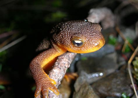 Mazama Crater Lake Newt State Wildlife Action Plan