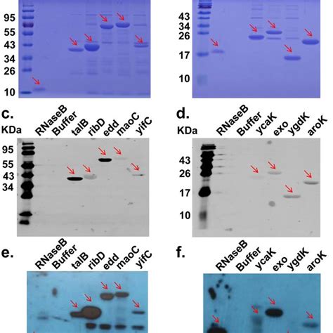 Validation Of The Novel Glycoproteins By Lectin Blotting A Heavily Download Scientific Diagram
