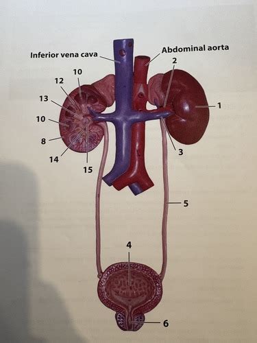 The Urinary System Lab Flashcards Flashcards Quizlet