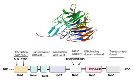 Role Of Nrf2 Pathway Activation In Neurological Disorder A Brief