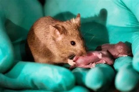 Chinese Scientists Got Same Sex Mice To Have Babies Using Stem Cells