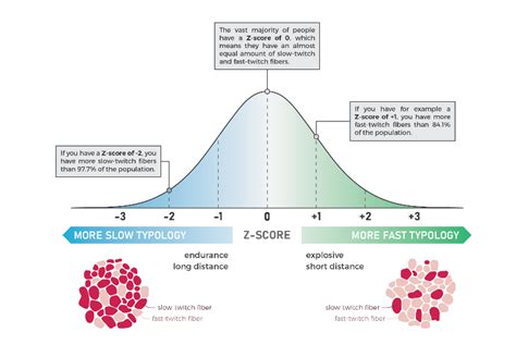 Muscle Fibre Typology And The Individual Response To Training Part I