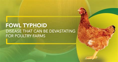 Fowl Typhoid Death Rate Ranges Between 40 And 80 Of The Poultry Flock