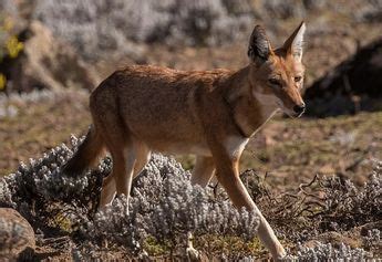Lobo Etíope Hallan El único Fósil Conocido De Esta Rara Especie