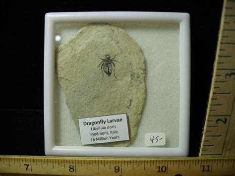 Fossilized Insect 100620e4 The Stones And Bones Collection Fossilized Insect 100620e4 The Stones And Bones Collection