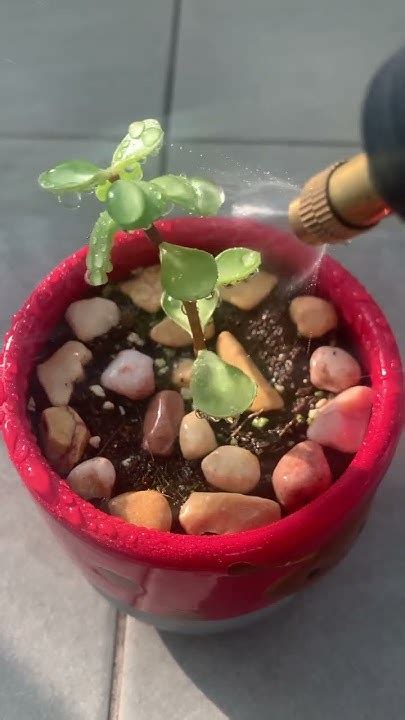 다육이 키우는 중 다육이 키우기 키우기쉬운식물 다육 다육식물 다육스타그램 취미 Shorts Short Plants Plant Succulent