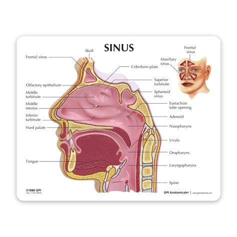 Sinus Model Gpi 3d Anatomy