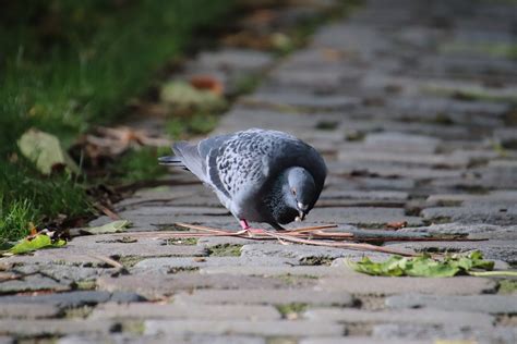 Pigeons Birds Gray Color - Free photo on Pixabay - Pixabay