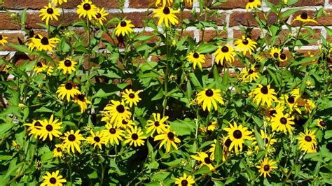 Black Eyed Susans Rudbeckia Captivating Beauty