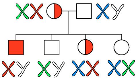 Sex Linked Inheritance In Which An X Chromosome With A Mutant Gene Download Scientific