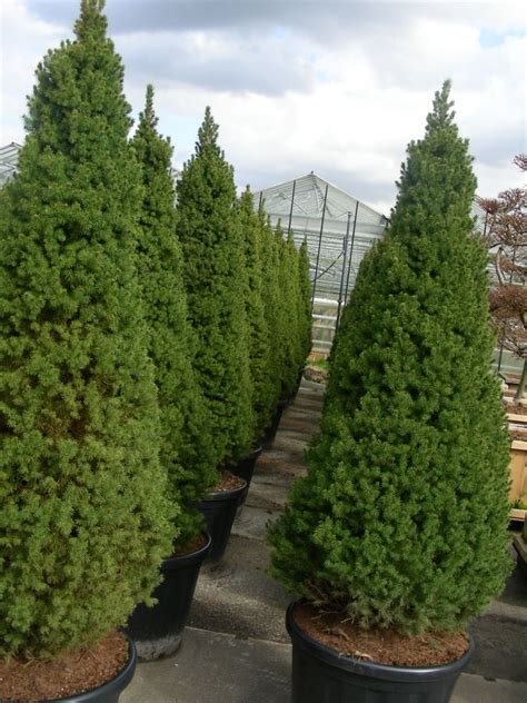 Planting Dwarf Spruce Trees At Michael Bigby Blog