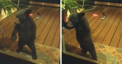 Mama Bear Scolds Her Cub For Peeking Into This Womans Window And The Video Goes Viral Bored Panda