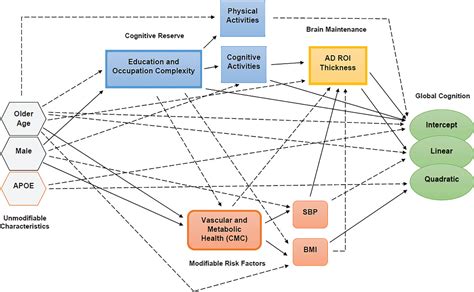 Testing The Brain Maintenance And Cognitive Reserve Hypothesis Of Cognitive Aging Application