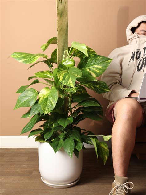 Giant Pothos