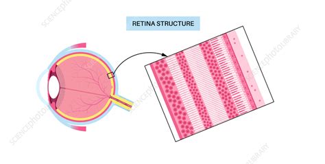 Retina Structure Illustration Stock Image F0436936 Science Photo Library