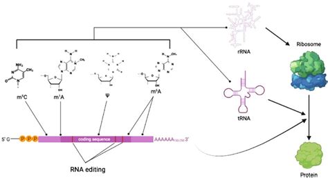 Summary Diagram For Types Of Rna Modifications And Their Impact On Gene